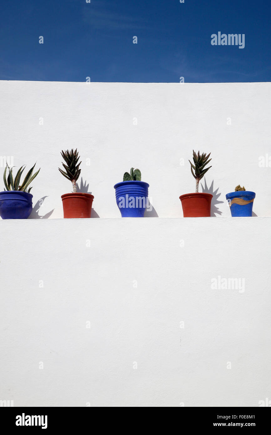 White wall with aligned plants in Essaouira Stock Photo - Alamy