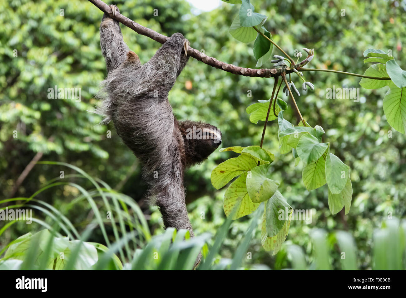 Sloth eating tree hi-res stock photography and images - Alamy