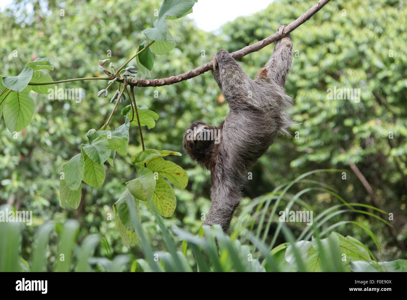 A three toed sloth hanging by three legs on a branch of a tropical ...