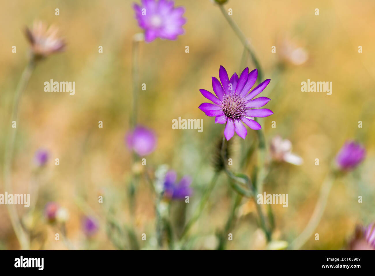 immortal flower in a meadow Stock Photo - Alamy