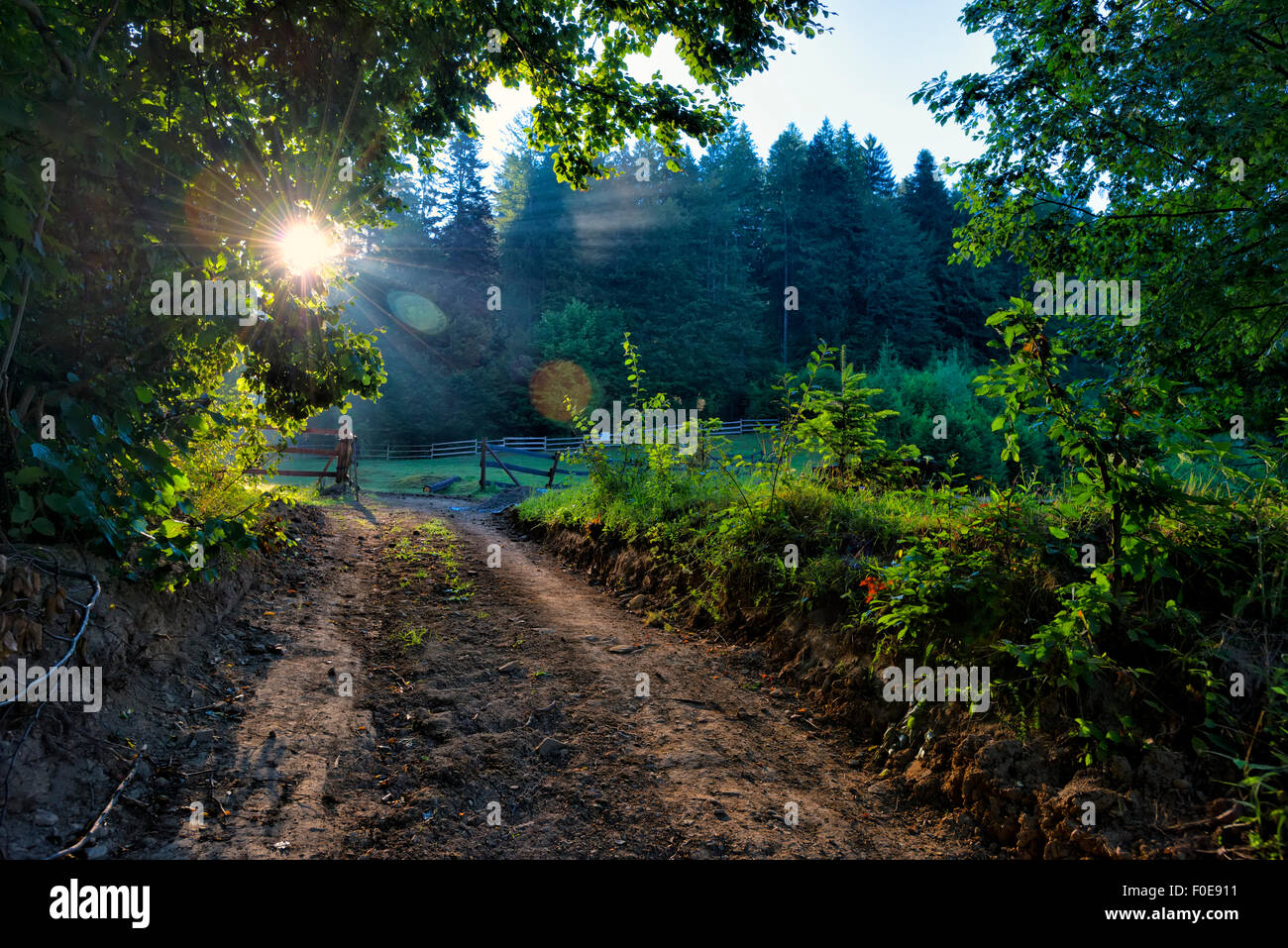 Typical wooden fence for sheep grazing with clean green grass and trees ...