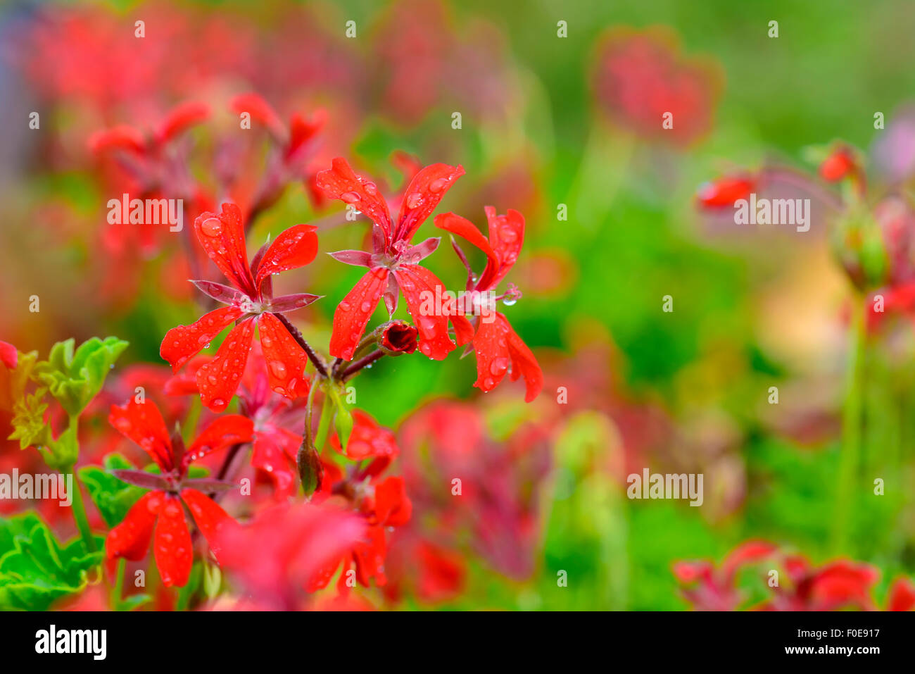 Blossoming red geranium hi-res stock photography and images - Alamy