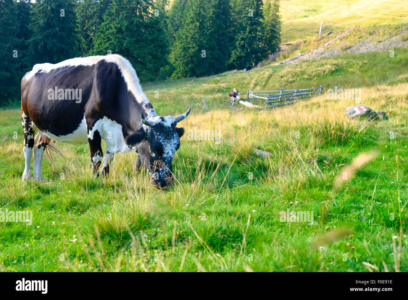 Grazing cow on green meadow hi-res stock photography and images - Alamy