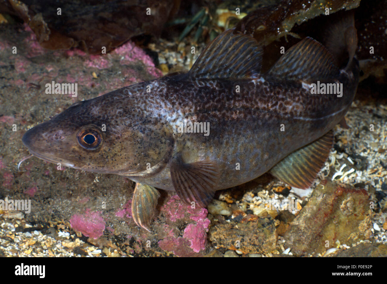 Female Atlantic cod (Gadus morhua) before spawning, Lofoten, Norway ...