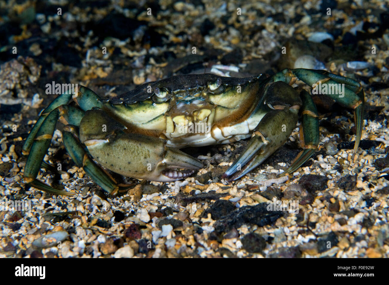 Common shore crab (Carcinus maenas) on seabed, Lofoten, Norway ...
