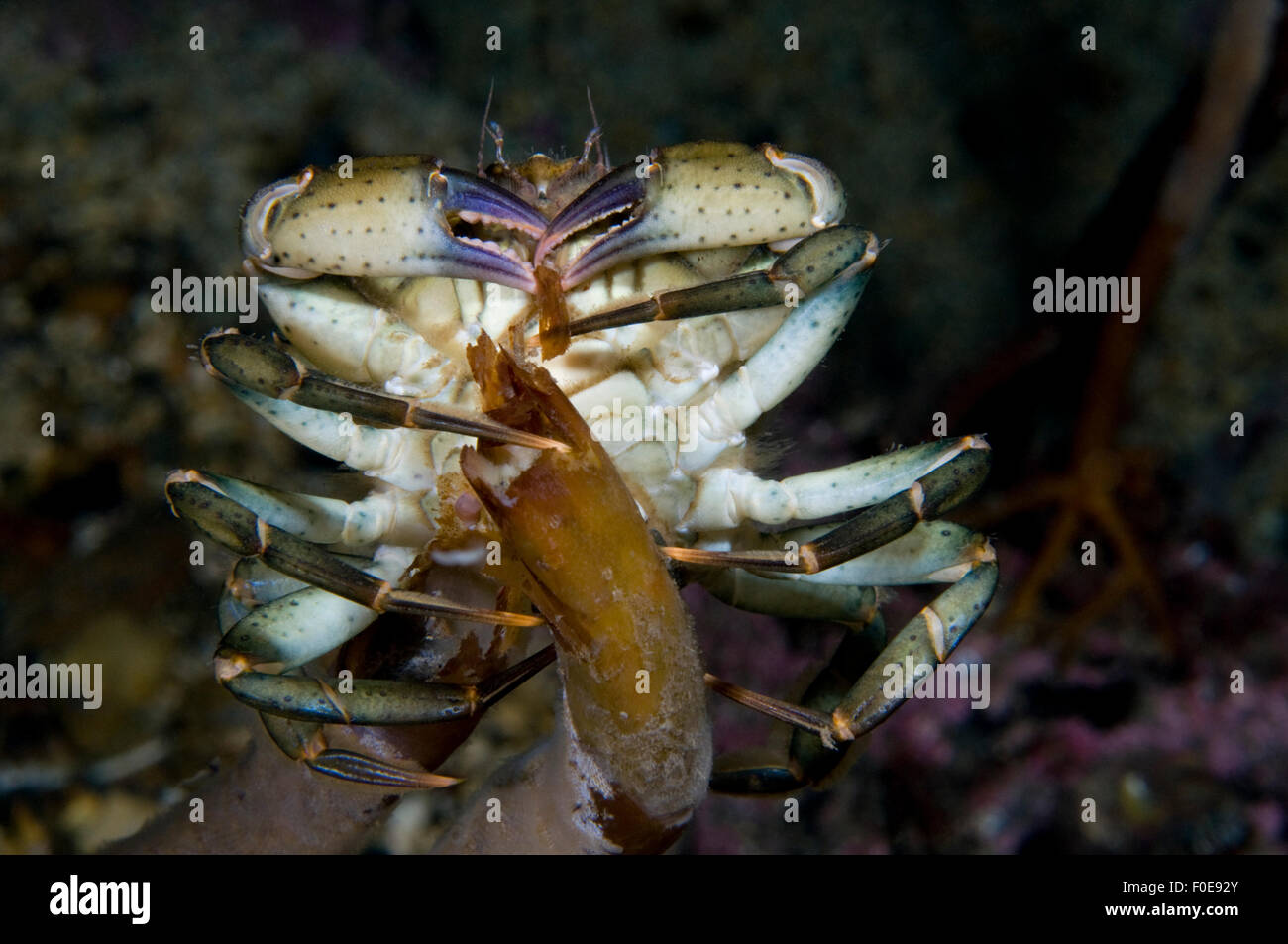 Common shore crab (Carcinus maenas) feeding, Lofoten, Norway, November ...