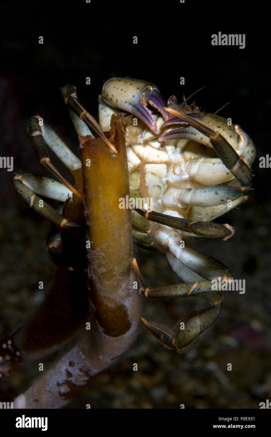 Common shore crab (Carcinus maenas) feeding, Lofoten, Norway, November ...