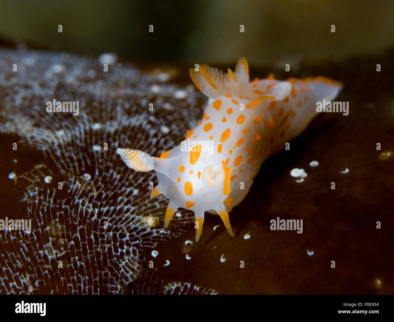 Nudibranch (Polycera quadrilineata) on Sea-mat / Lacy crust bryozoan ...