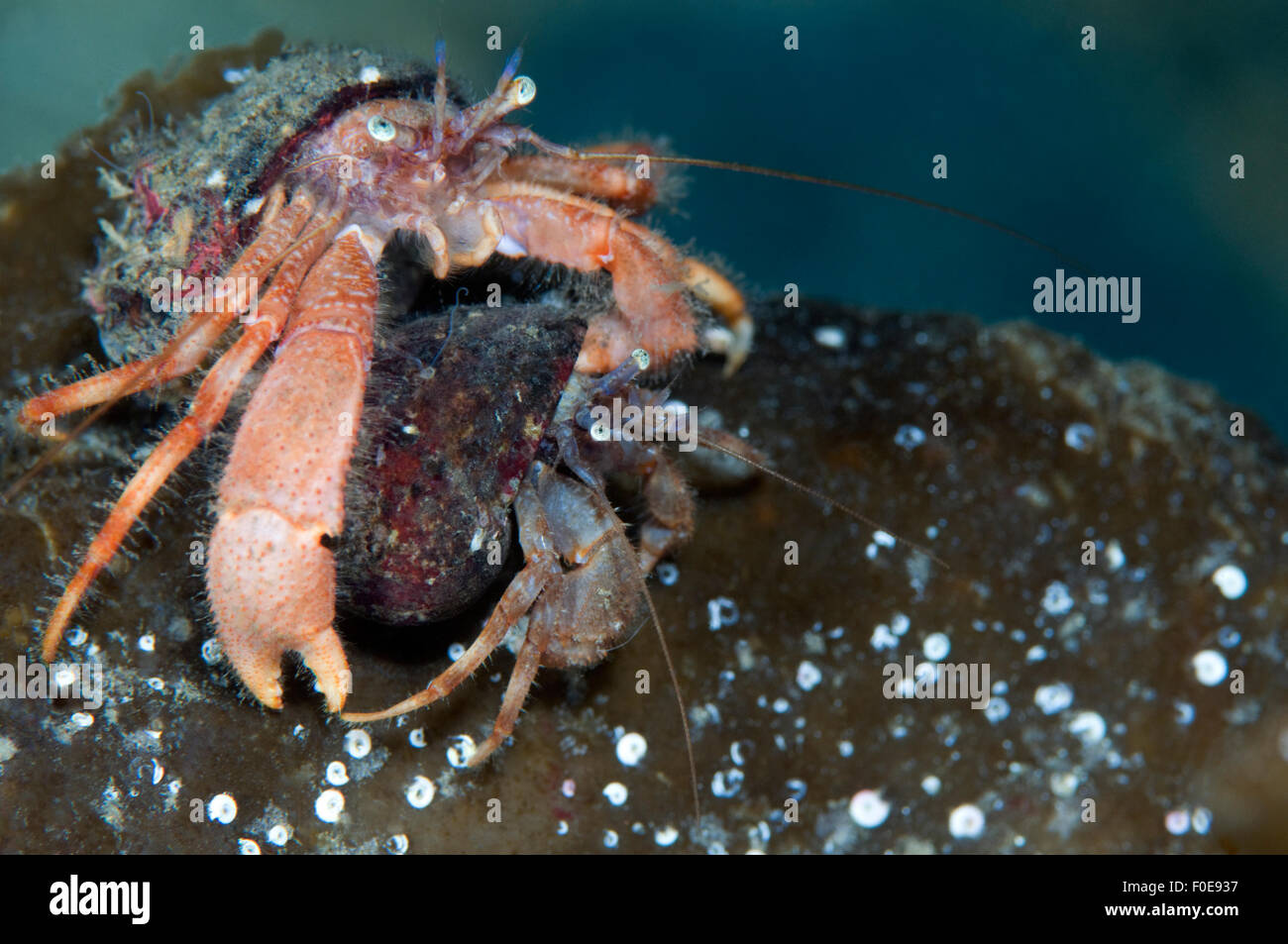Hermit crab (Pagurus pubescens) on rock, Lofoten, Norway, November 2008 ...