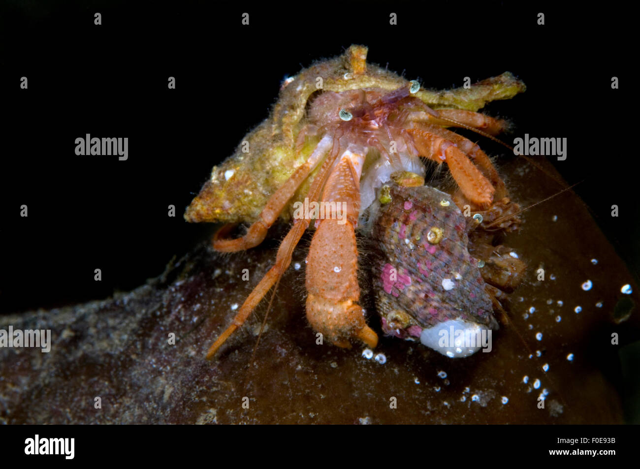 Pagurus pubescens hi-res stock photography and images - Alamy