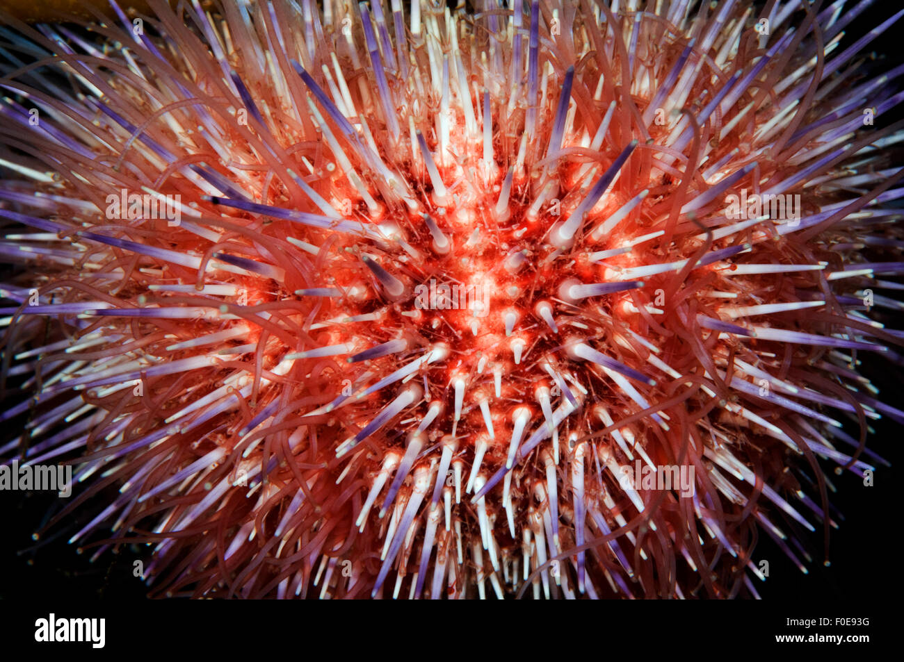 Close-up of Common / Edible sea urchin (Echinus esculentus) Lofoten ...