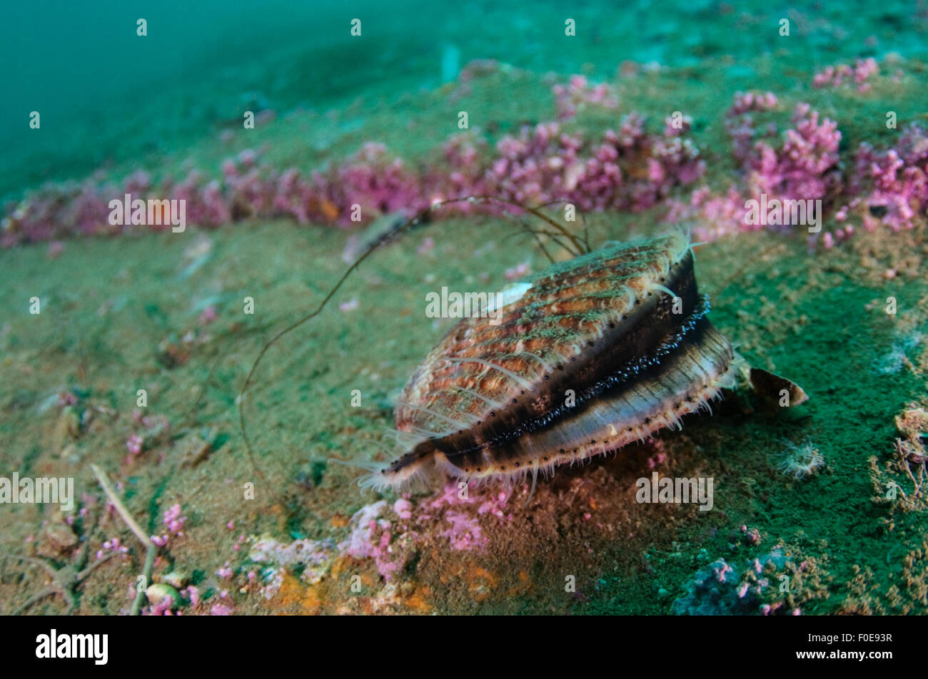 Live Scallops Swimming