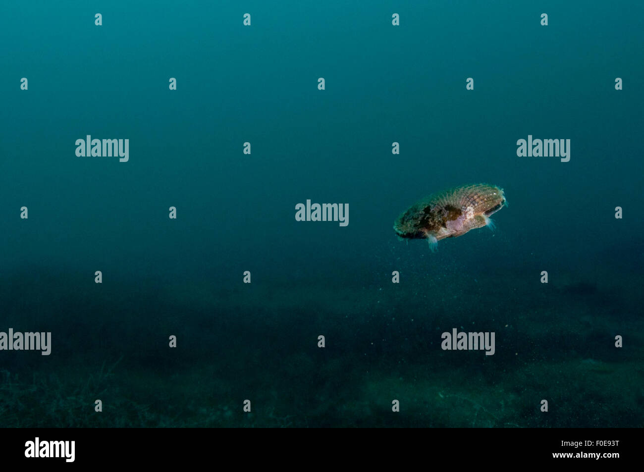 Queen scallop (Chlamys / Aequipecten opercularis) swimming, Lofoten ...