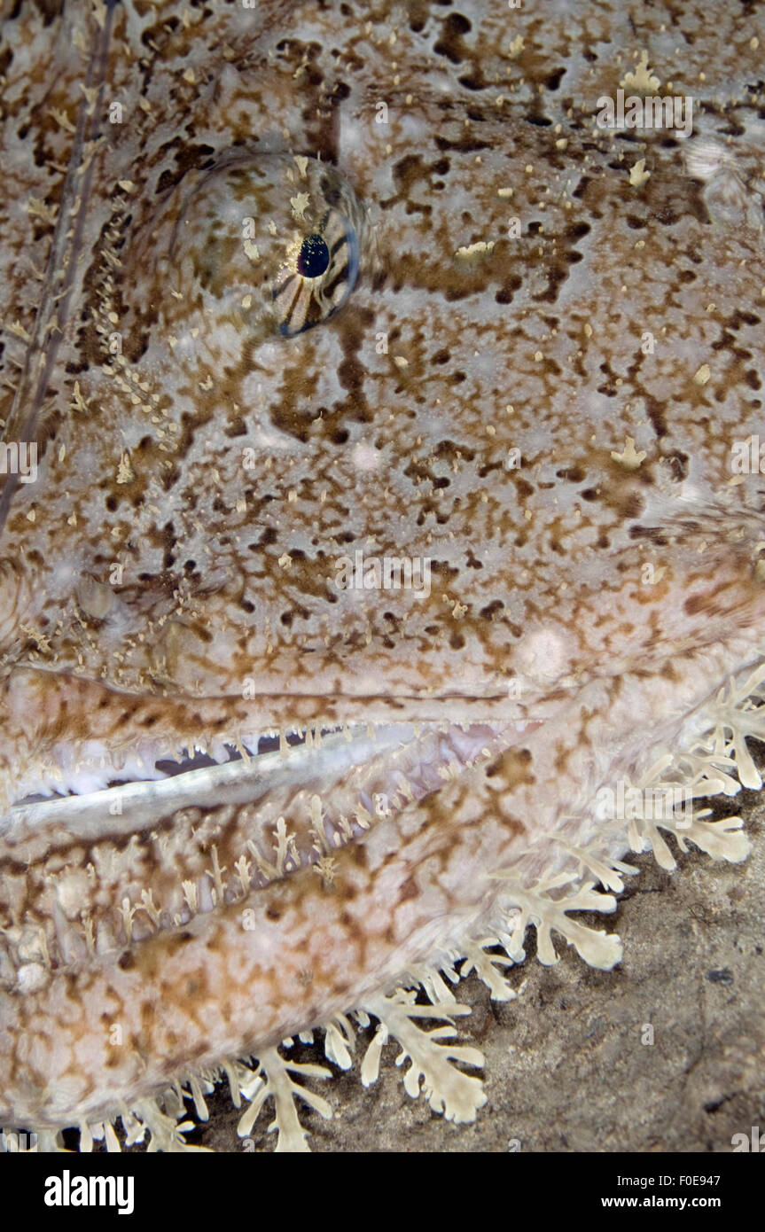 Monkfish / Allmouth (Lophius piscotorius) close-up, Lofoten, Norway ...