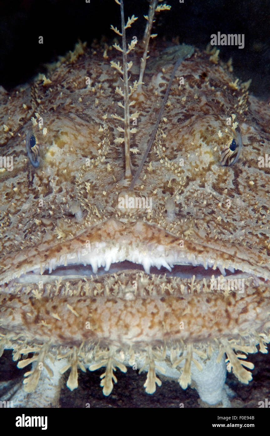 Monkfish / Allmouth (Lophius piscotorius) Lofoten, Norway, November ...