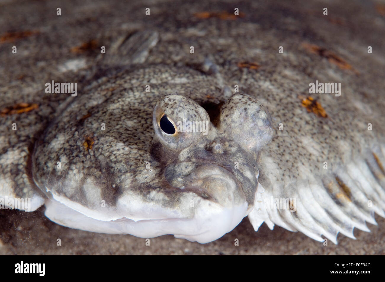 European plaice (Pleuronectes platessa) Lofoten, Norway, November 2008 ...