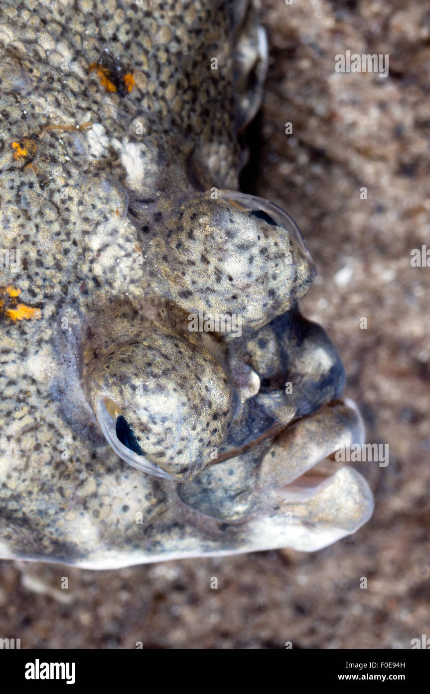European plaice (Pleuronectes platessa) portrait, Lofoten, Norway ...