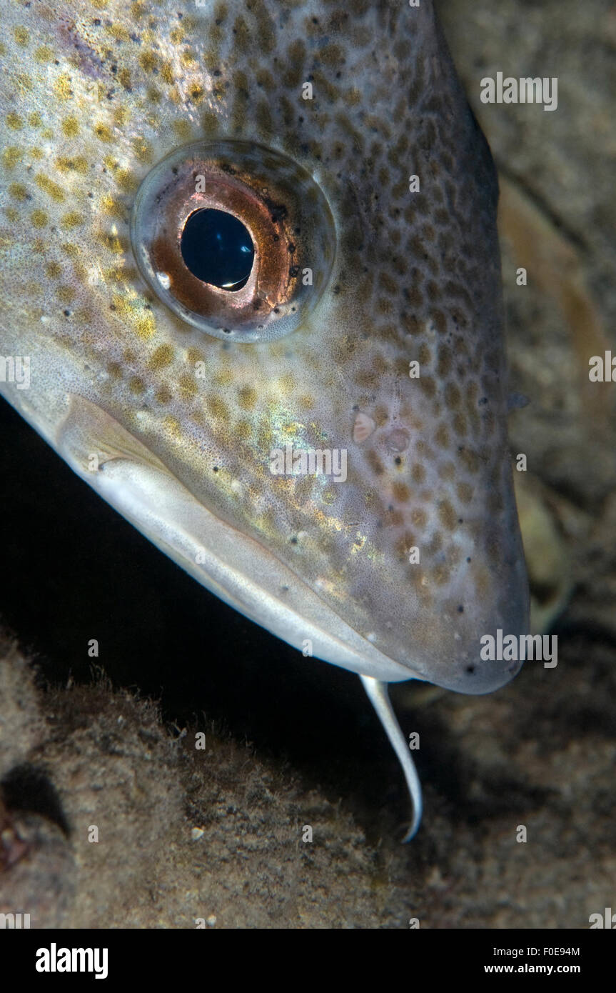 Female Atlantic cod (Gadus morhua) before spawning, Lofoten, Norway ...