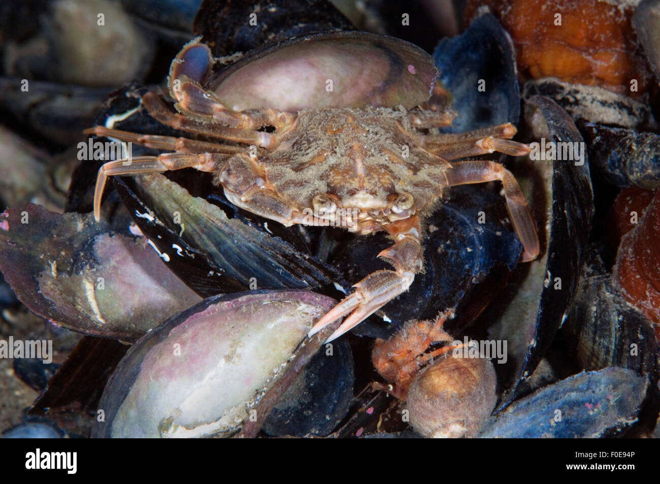 Swimming / Harbour crab (Liocarcinus depurator) Lofoten, Norway ...