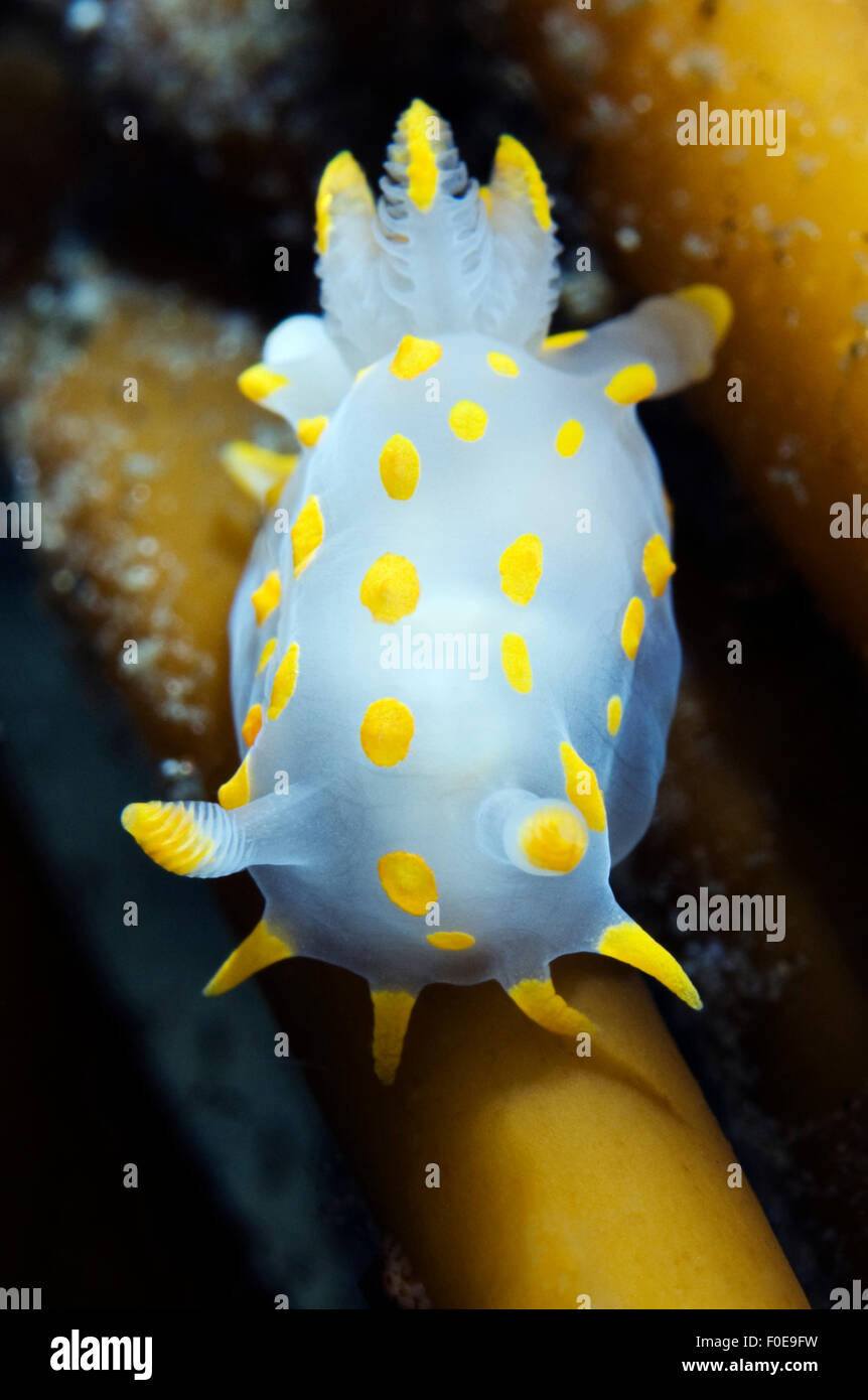 Polycera quadrilineata hi-res stock photography and images - Alamy