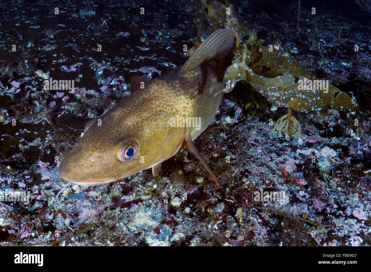 Female Atlantic cod (Gadus morhua) before spawning, Lofoten, Norway ...