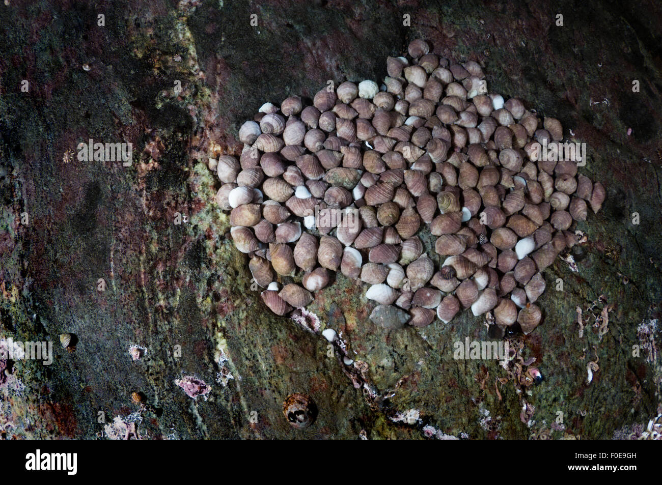 Dogwhelks (Nucella lapillus) massed together on rock, Lofoten, Norway ...