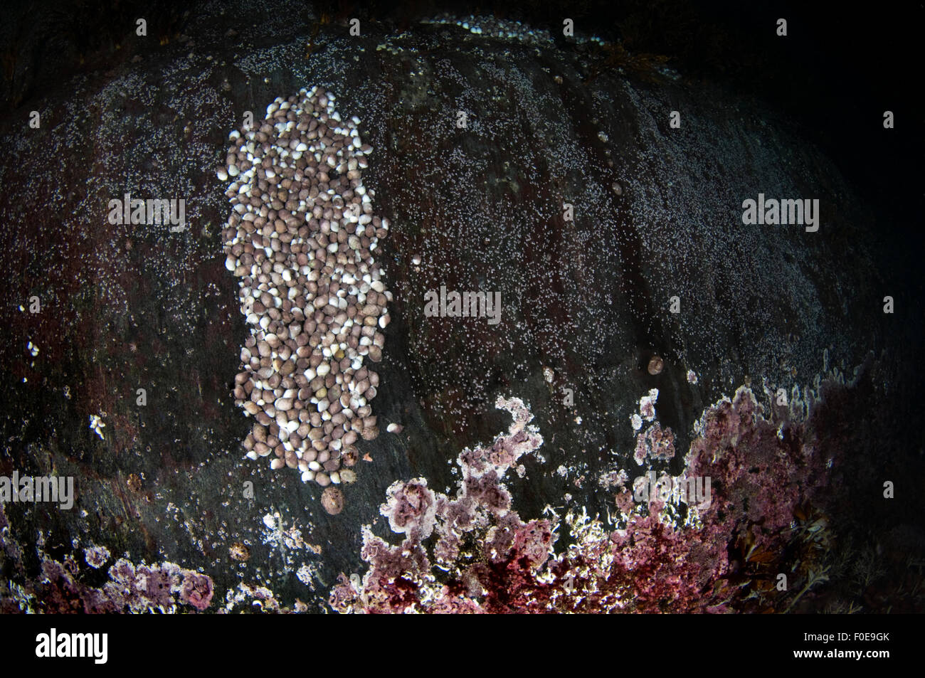 Dogwhelks (Nucella lapillus) massed together on rock, Lofoten, Norway ...