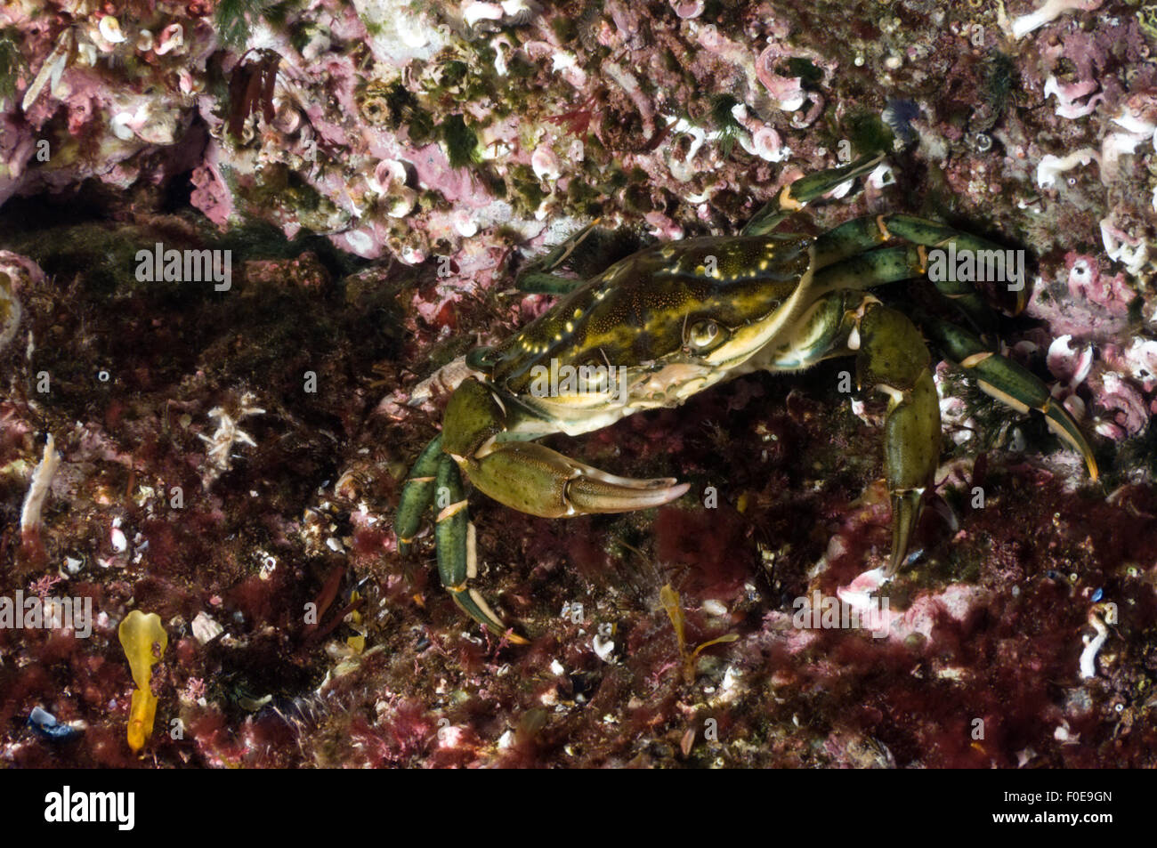 Common Shore Crab High Resolution Stock Photography and Images - Alamy