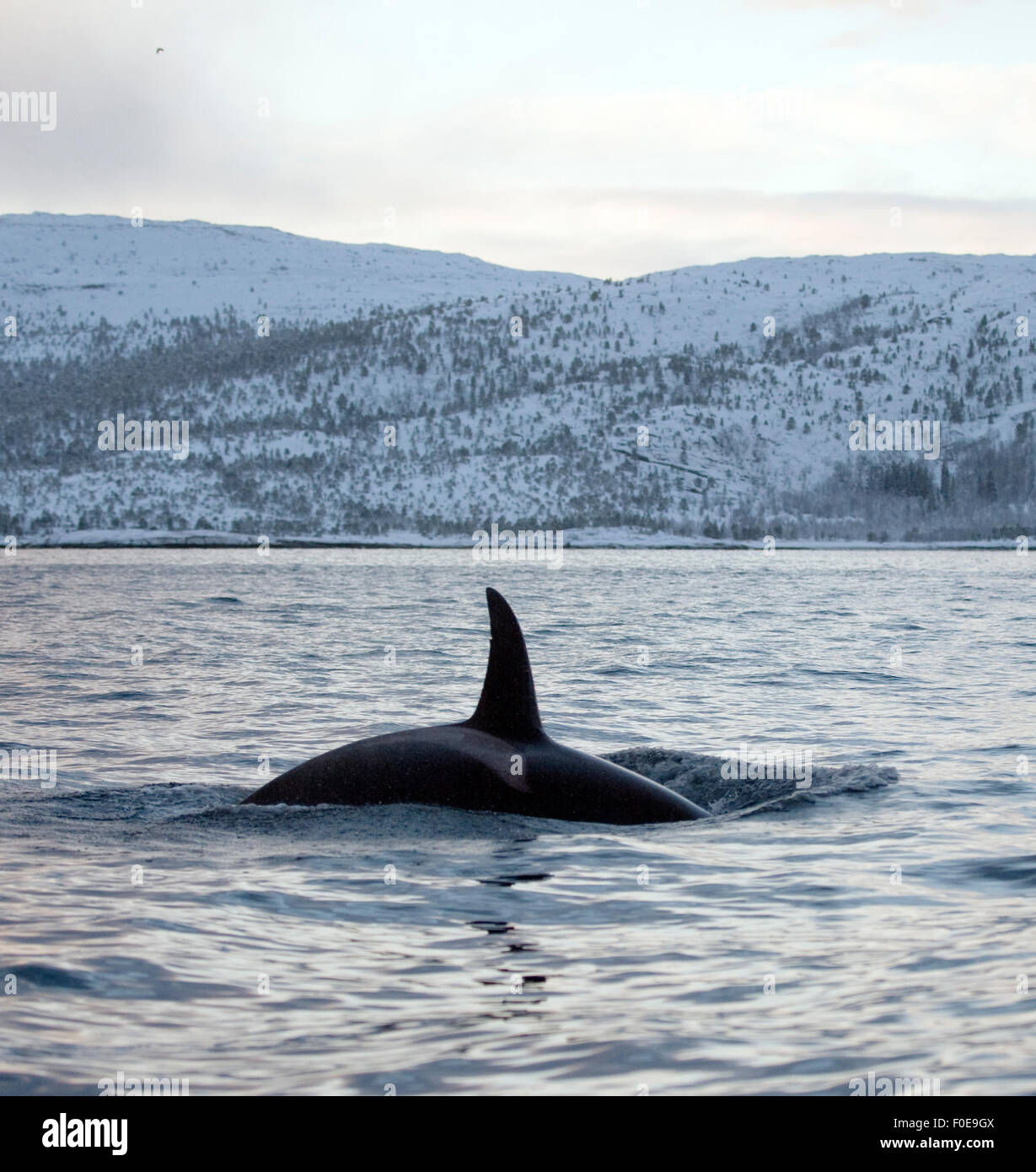 Killer whale / Orca (Orcinus orca) fin showing while surfacing, Lofoten ...