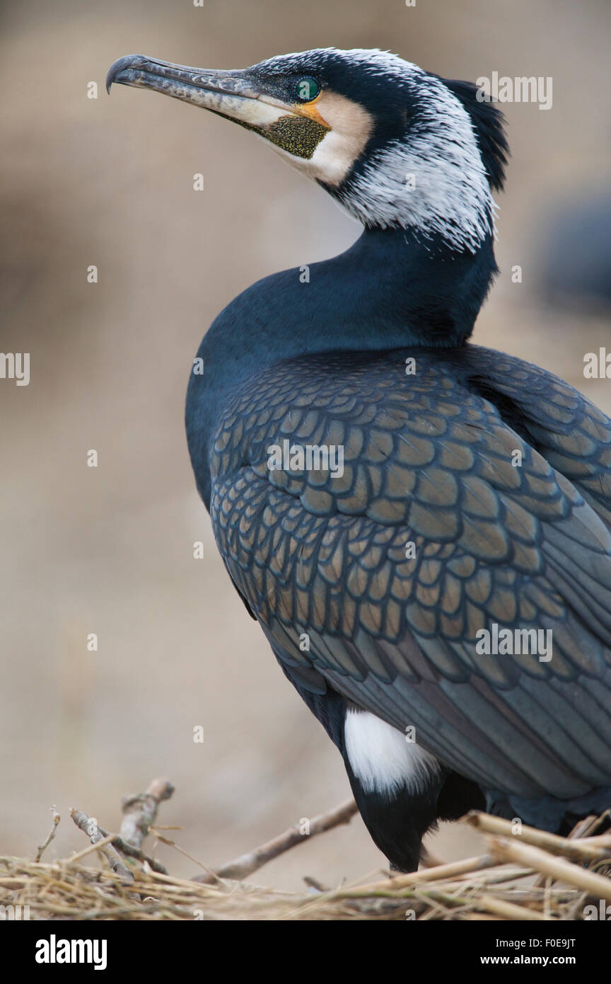 Common / Great cormorant (Phalacrocorax carbo sinensis) portrait, at ...