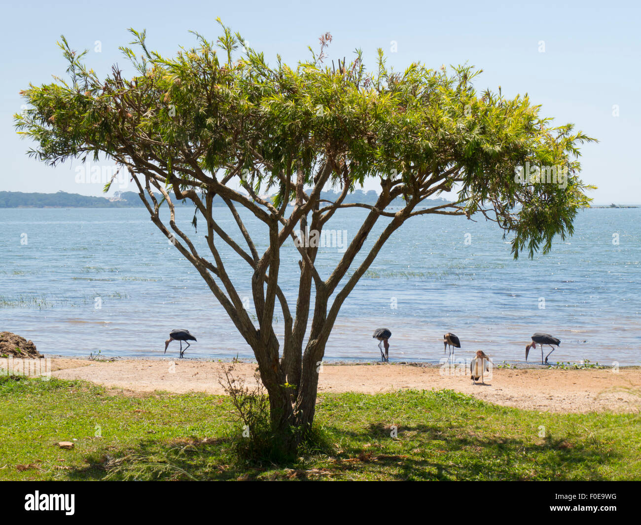 Uganda, Lake Victoria Caribou storks Stock Photo - Alamy