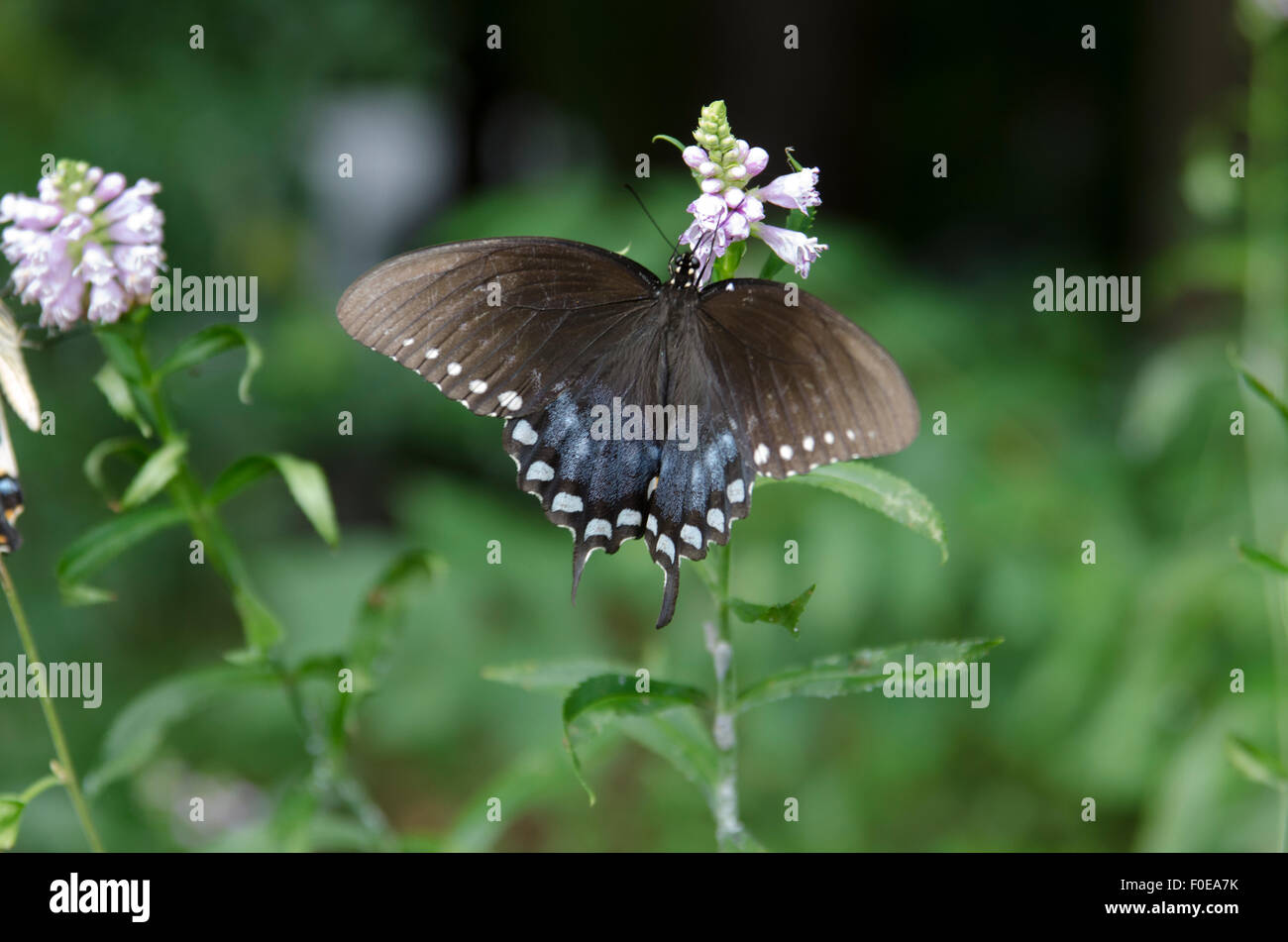 Black Swallowtail, Butterfly Stock Photo - Alamy