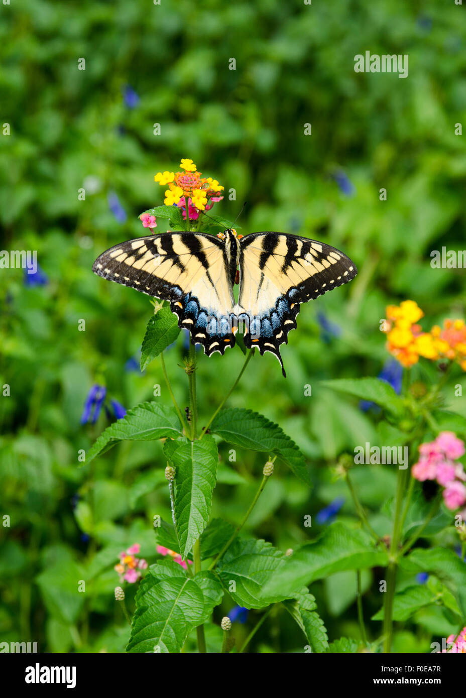 Eastern Tiger Swallowtail, Butterfly Stock Photo - Alamy