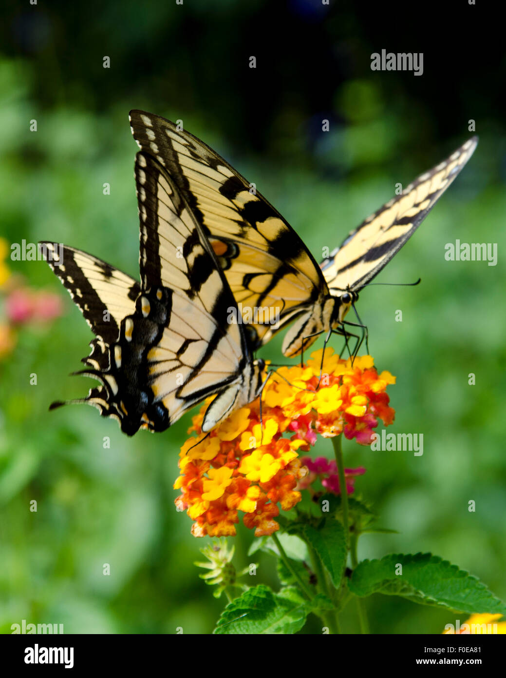 Eastern Tiger Swallowtail, Butterfly Stock Photo - Alamy