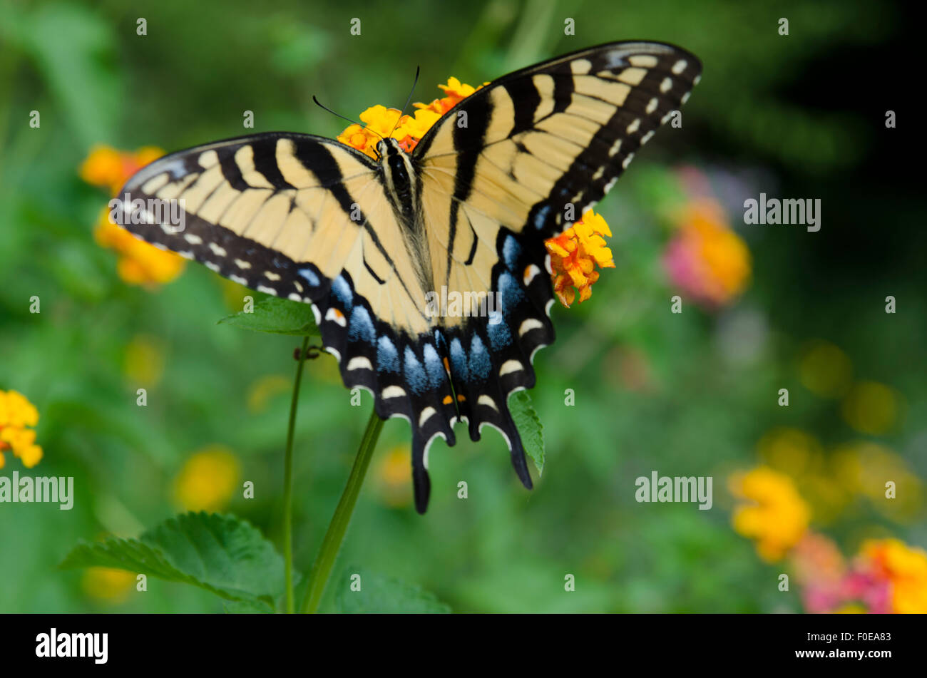 Eastern Tiger Swallowtail, Butterfly Stock Photo - Alamy