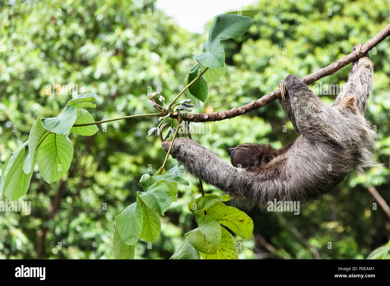 Sloth hanging by one arm hi-res stock photography and images - Alamy