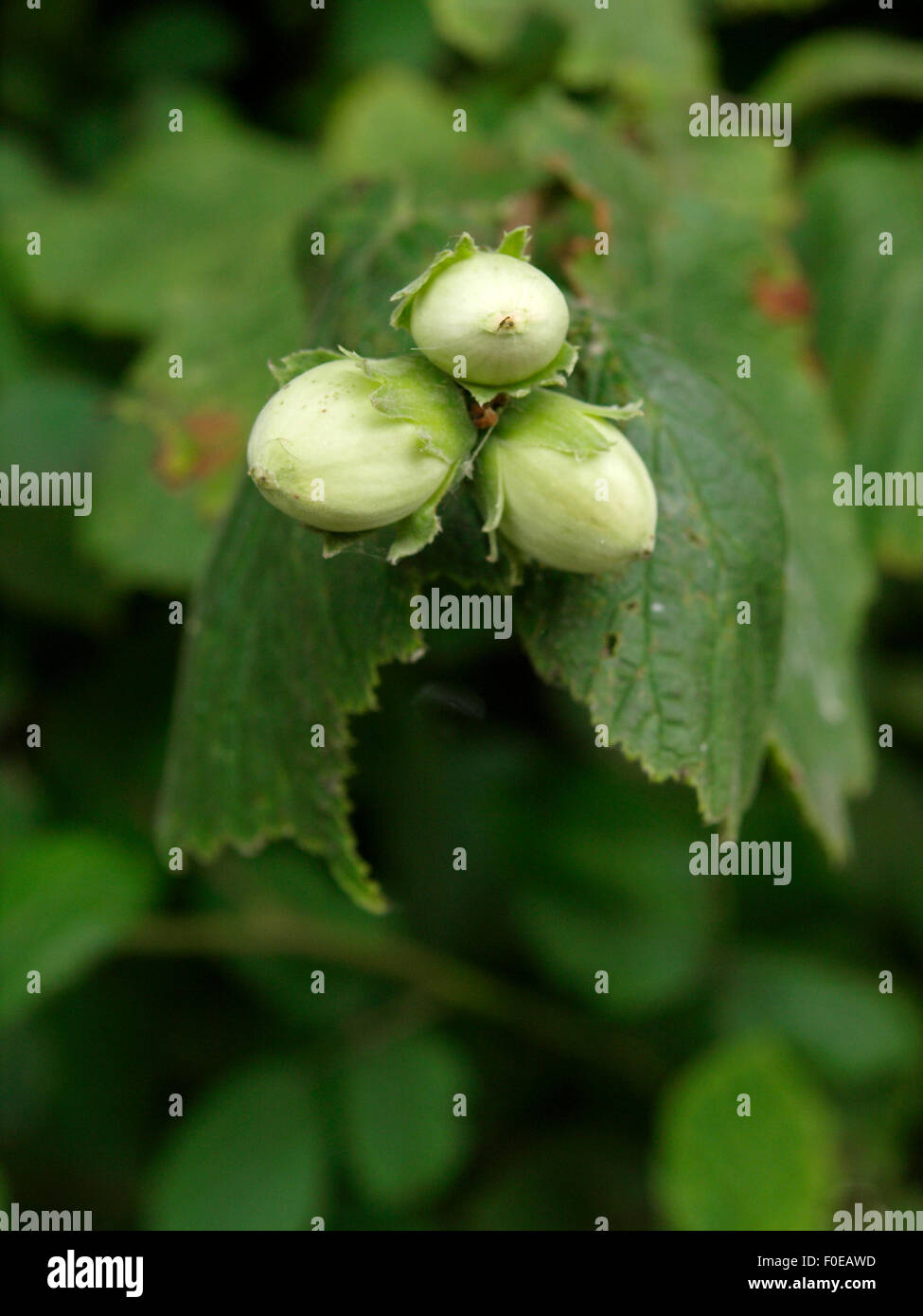 Young green hazelnuts, UK Stock Photo - Alamy
