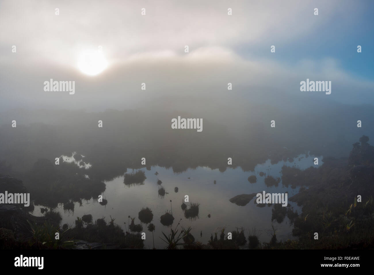 Landscape of water and reflections of endemic plants and flowers at the ...