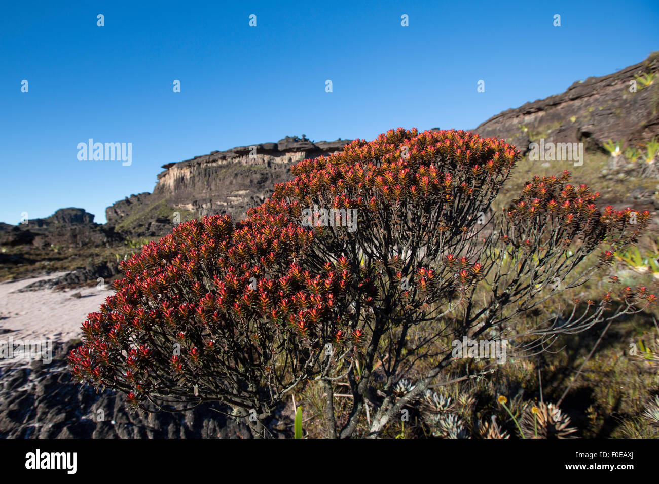 Landscape at the top of Mount Roraima in the morning with blue sky ...