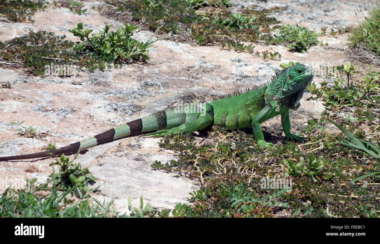 Iguana Puerto Rico High Resolution Stock Photography and Images - Alamy