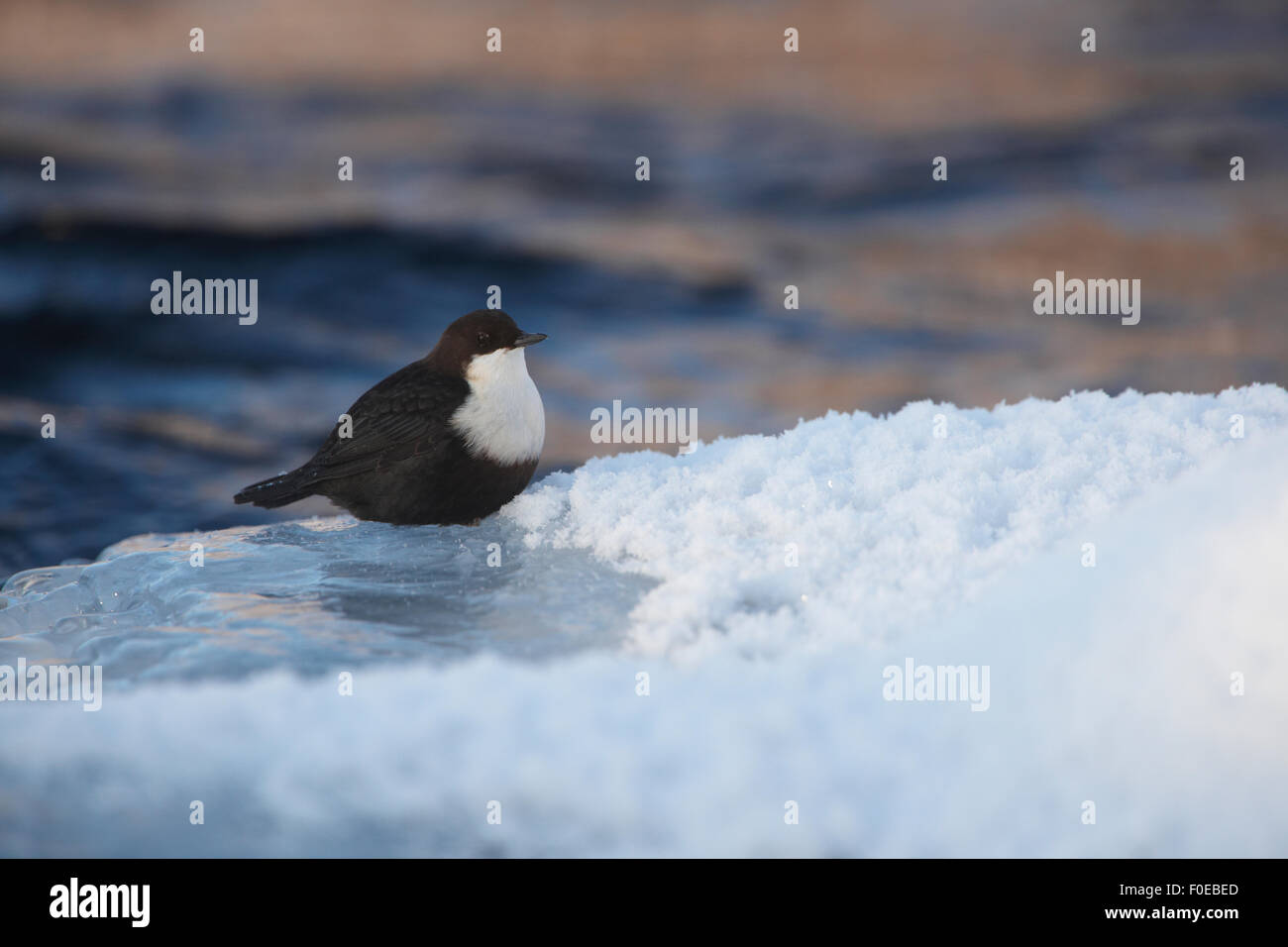 White-throated dipper (Cinclus cinclus) on ice in the Kitkajoki River ...