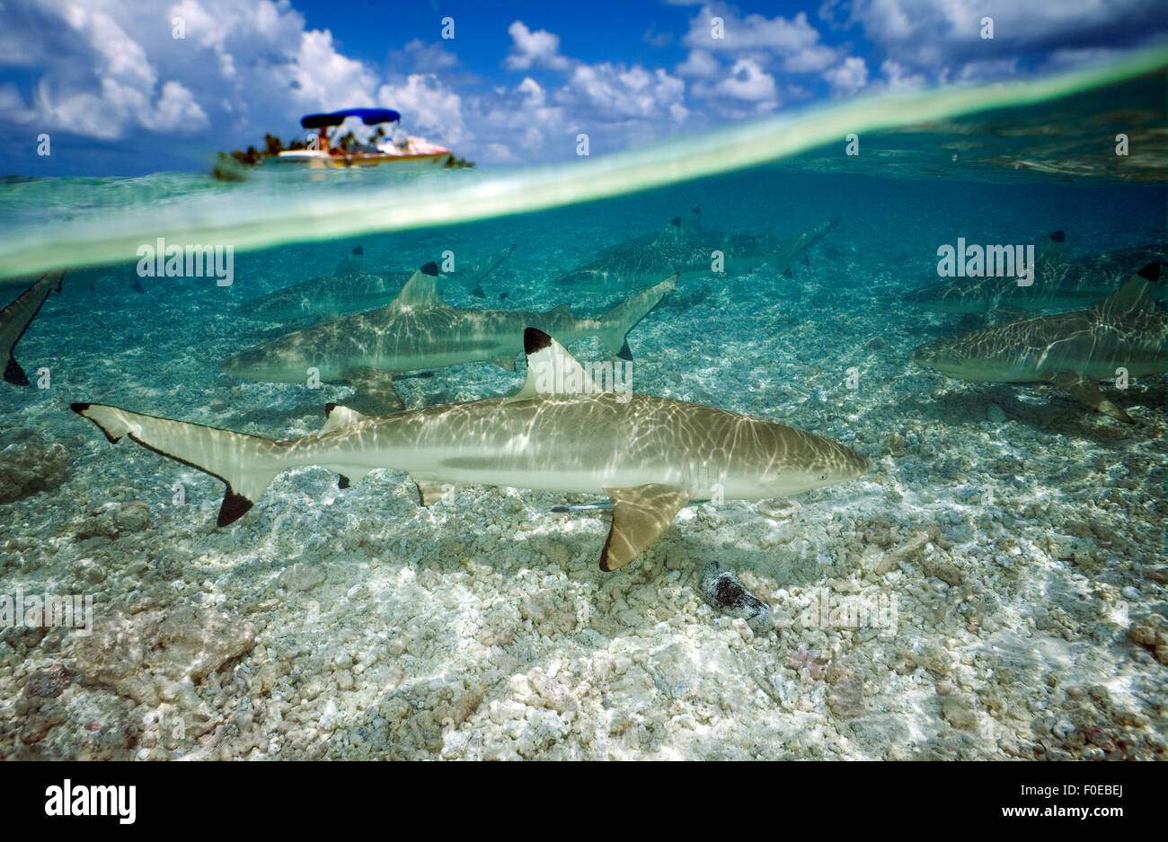 Shark Under The Boat Stock Photos & Shark Under The Boat Stock Images ...