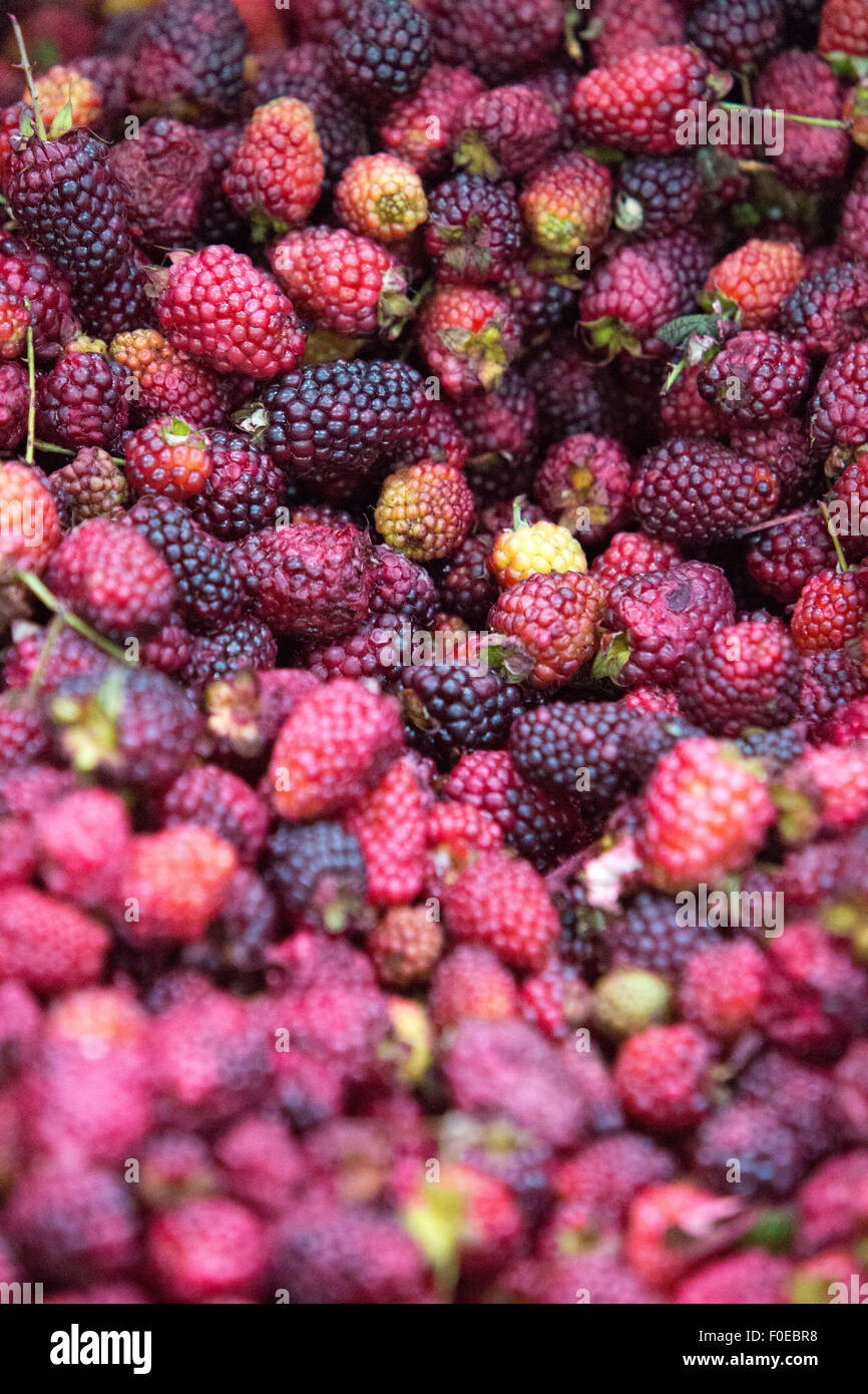 Fruit background raspberries closeup with various red colors taken at ...