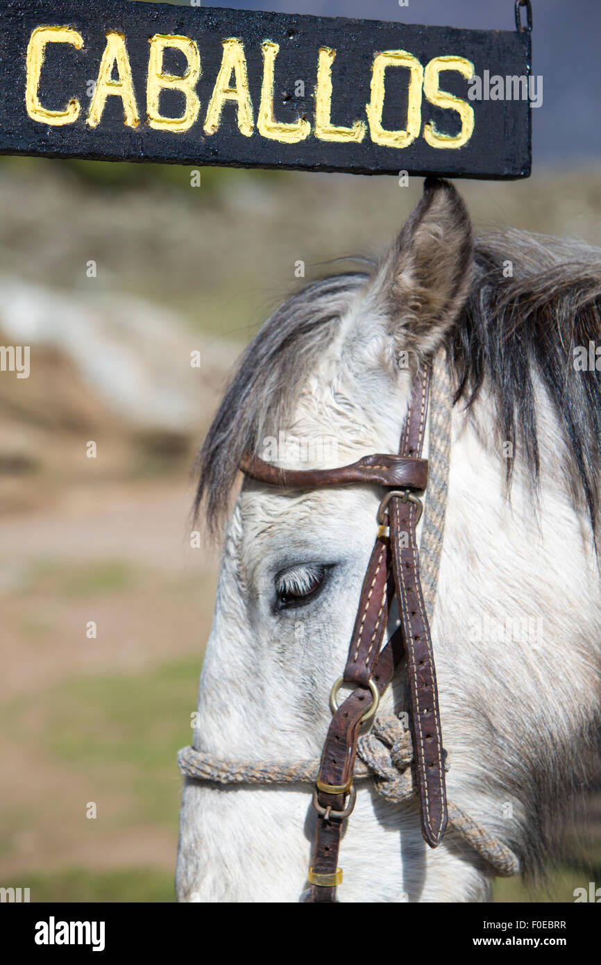Black wooden sign offering horse ride services. Blurred background ...