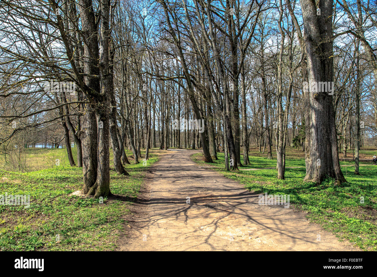 Close up front view of pathway among trees in forest, on cloudy blue ...