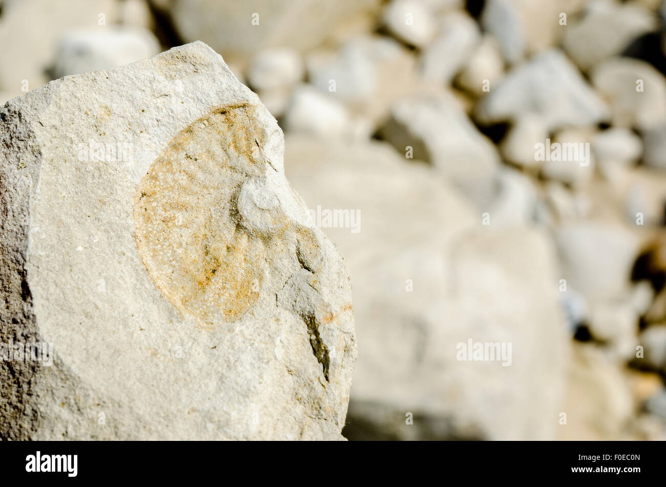 Partial ammonite fossile from Cap Blanc Nez cliffs in Escalles, Pas-de ...