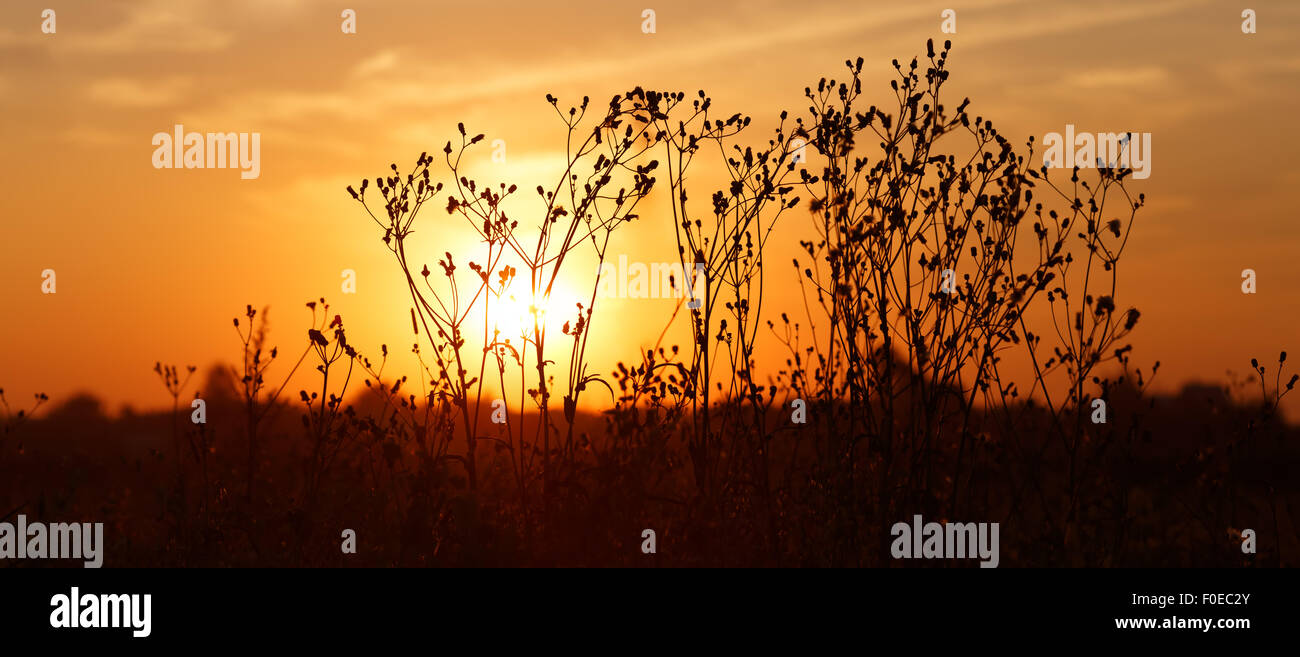 Silhouettes of dry weeds on the background of a golden sunset ...