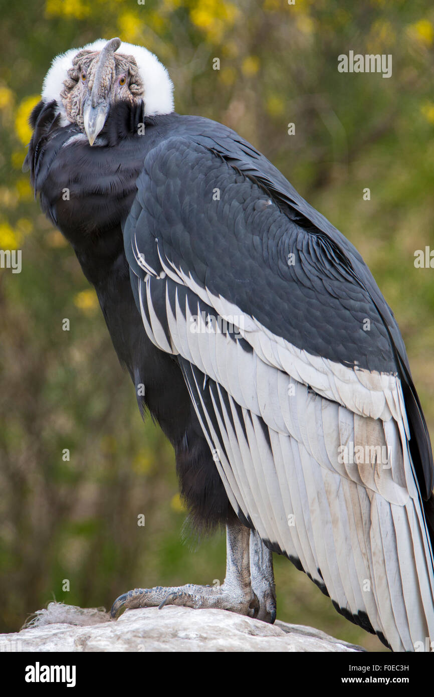Andean condor vultur gryphus in hi-res stock photography and images - Alamy