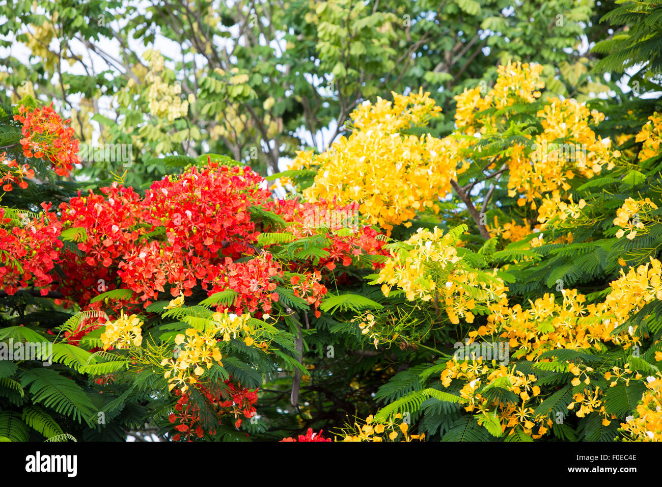 Beautiful red, yellow and green garden against a clear blue sky in the ...