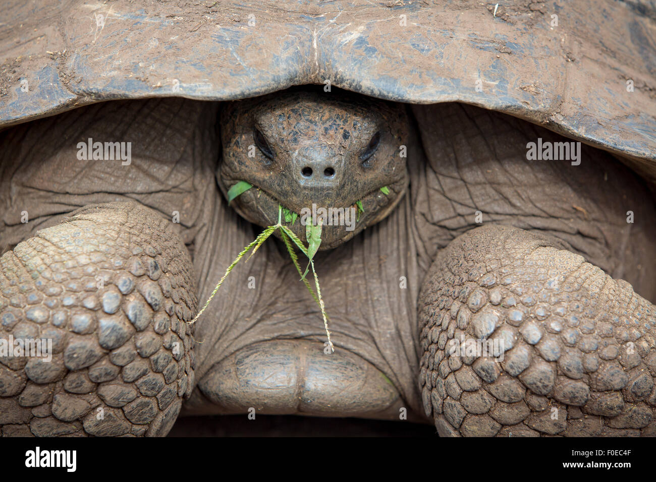 Giant Galapagos land turtle, eating grass in El Chato Tortoise Reserve ...